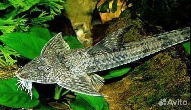 Рыбки лорикария