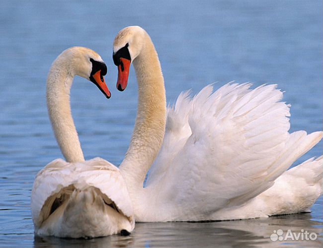 Белые лебеди