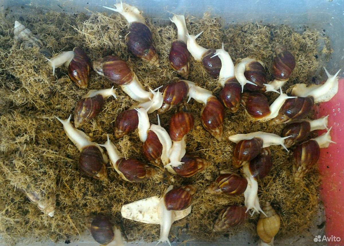 Улитки Ахатины альбиносы