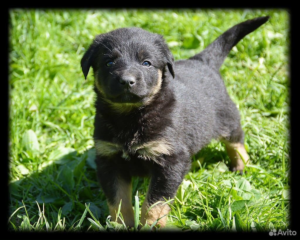 Босерон Риччи метис щенок 2,5мес. привит