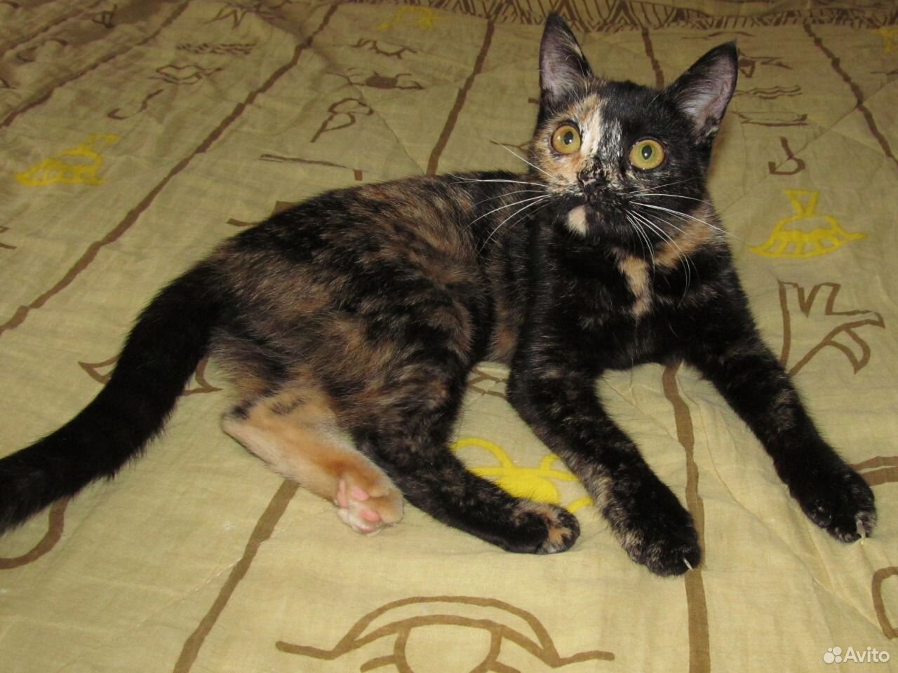 Черепаховая кошечка в добрые руки