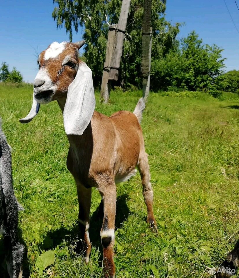 Нубийский козлик