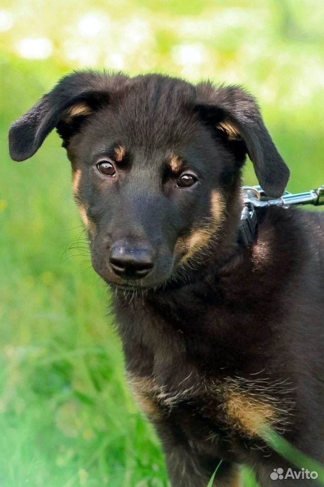 Щенок дквочка 2,5 мес