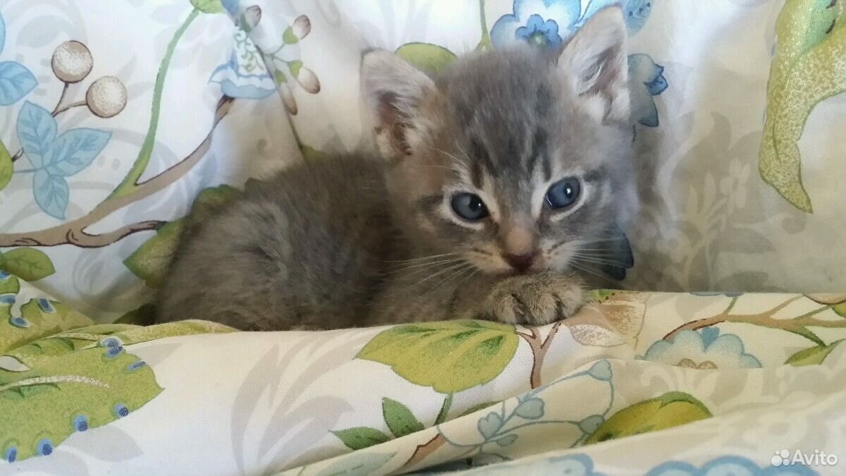Котенок ищет дом. Отдам в дар