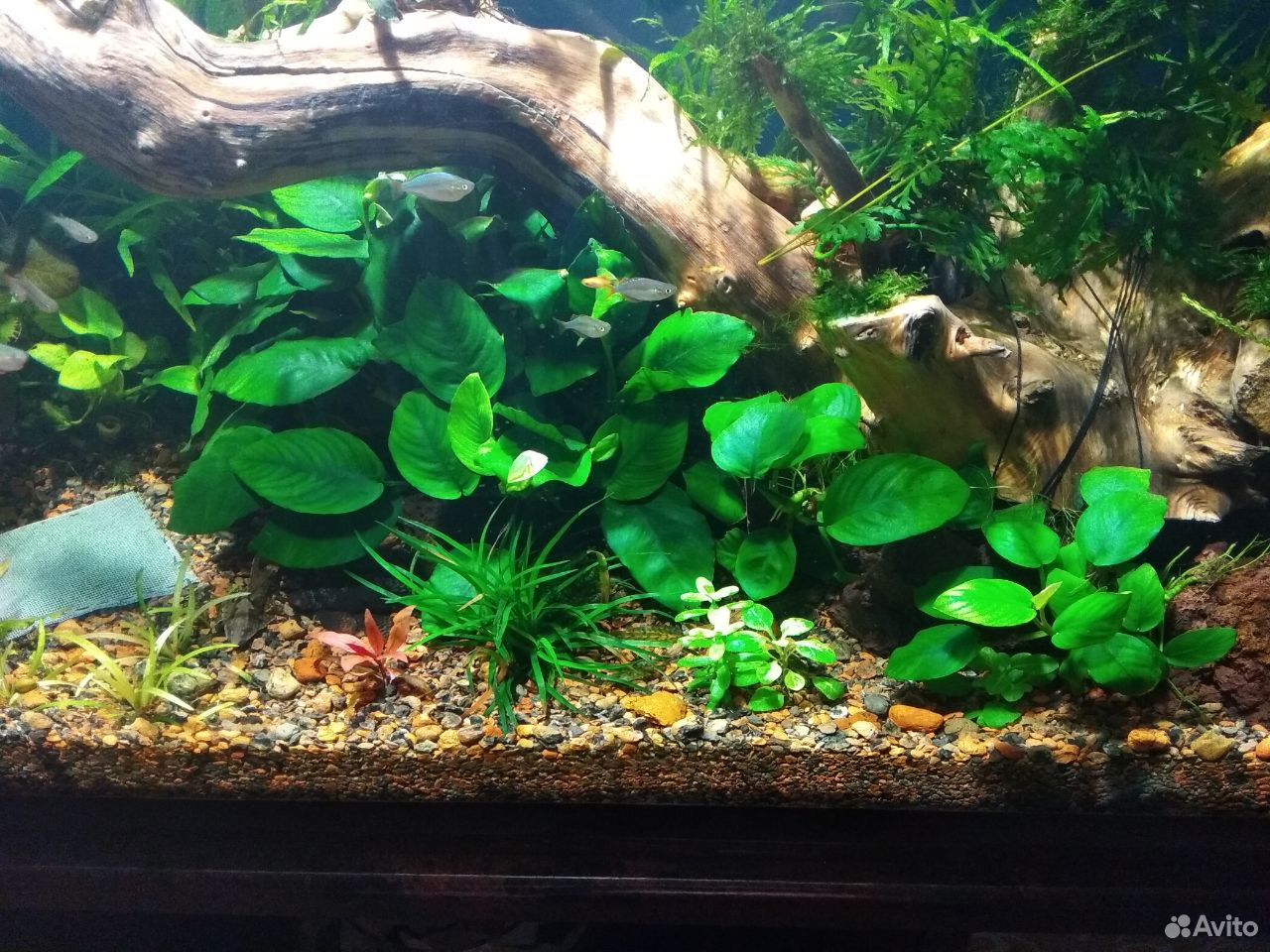 Любые услуги по запуску и обслуживанию аквариума