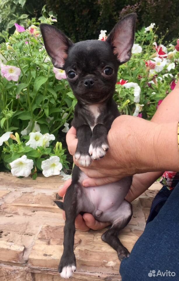 Харизматичная крошечка, супер ручная 17.04.18