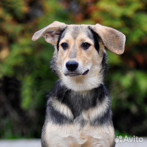 Молодую собачку Марго в дар