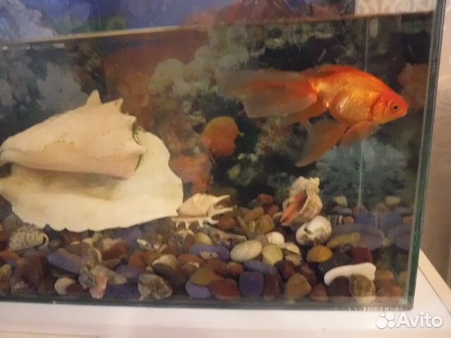 Аквариум с золотой рыбкой