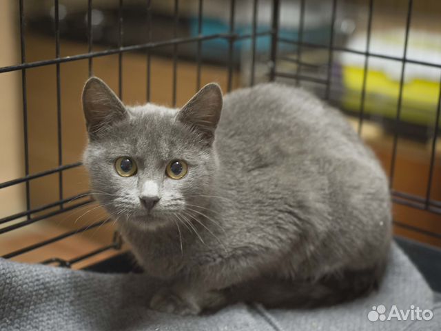 Доминго и Доминика (коттэ)