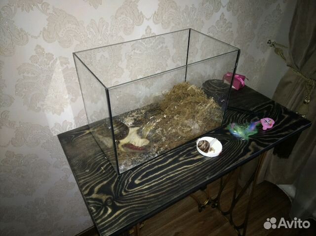 Улитки Ахатины альбиносы