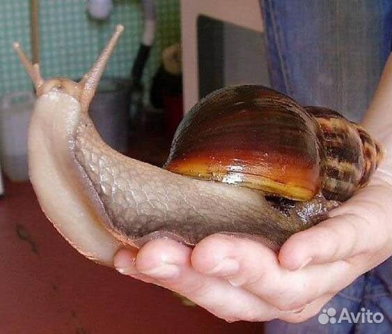 Отдам ахатин