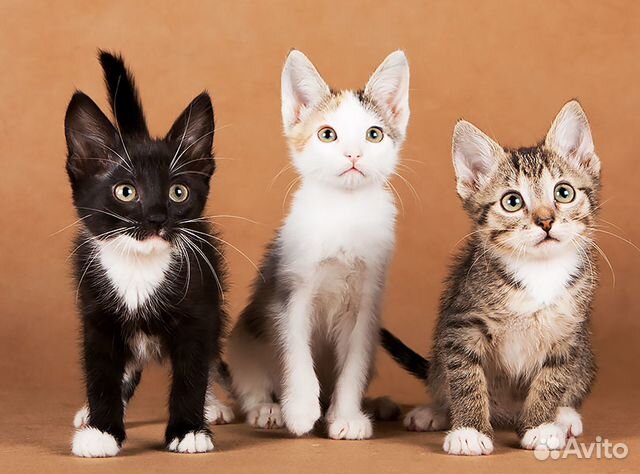 В добрые руки котята Зося, Тося и Кася