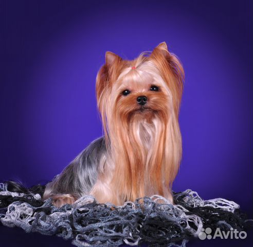 Беби Фейс мини йорк кобель вязка, щенки