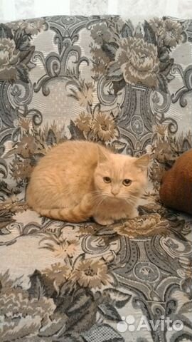 Чудесные кремовые котята-подростки