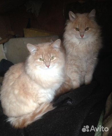 Котики неразлучник хотят найти дом. Живут на улице