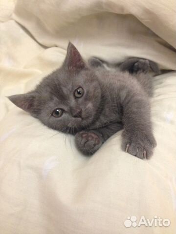 Британские котейки