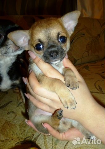 Комочки счастья :)