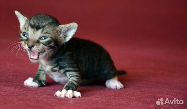 Эффектный парень уральский рекс