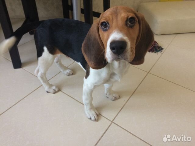 Бигль щенок отдам