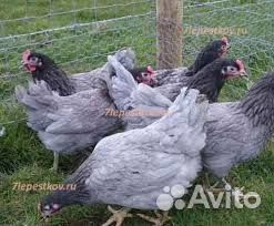 Куры перепела инкубационное яйцо