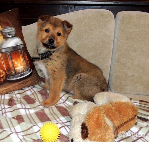 Щенок лисенок в добрые руки