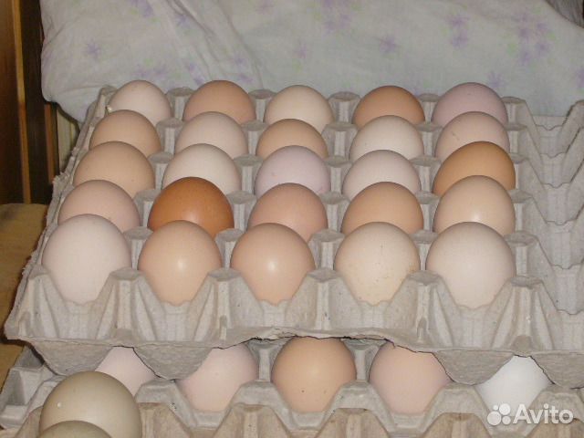 Инкубационное яйцо кур и индоуток