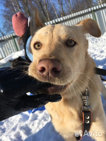 Рыжий щенок Макс 5 мес