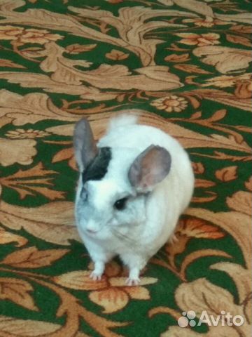 Шиншиллы, Пара Мальчик + Девочка