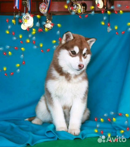 Сибирская хаски