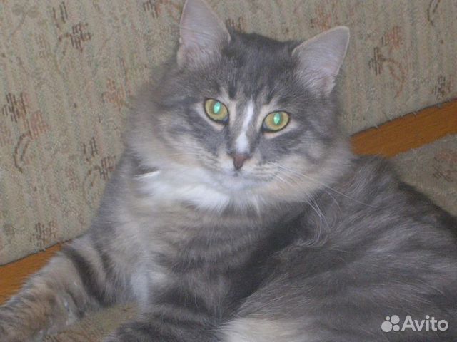 Мраморный котик 7 мес кастрирован