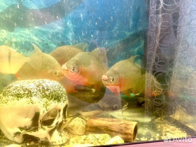 Пираньи Паку и Пангасиус акулий сом