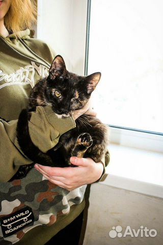 Котенок тинейджер с одним глазом