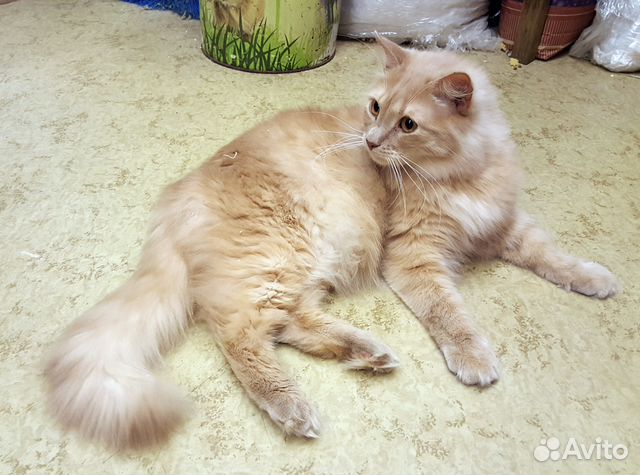 Страшно красивый котяра
