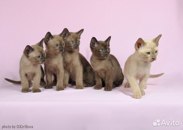 Тонкинские котята - резервирование