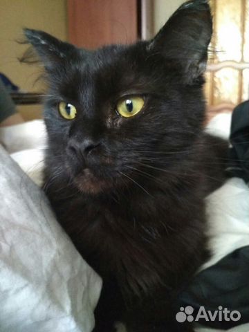 Шикарная Багира в добрые руки