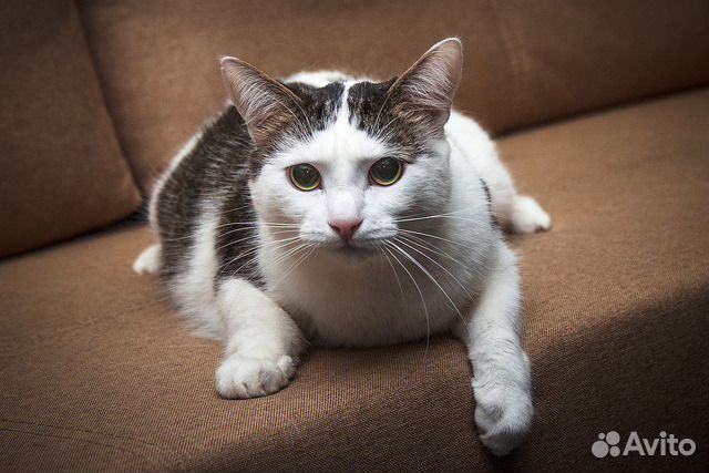 Федя, забавный котик-обезьянка в добрые заботливые