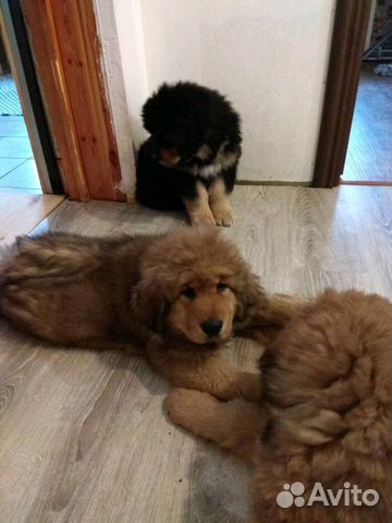 Мастиф тебетский