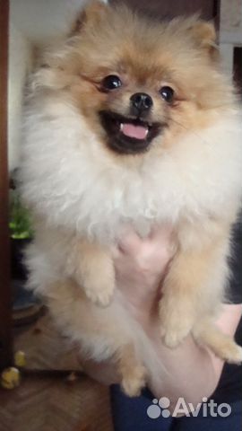 Малыш малого немецкого шпица