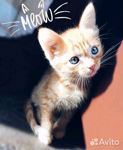 Рыжий котёнок