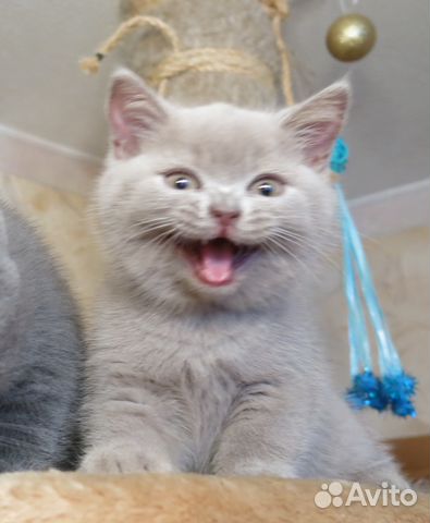 Девочка редкого окраса фавн