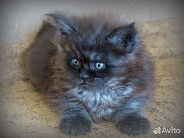 Котенок мейн кун девочка