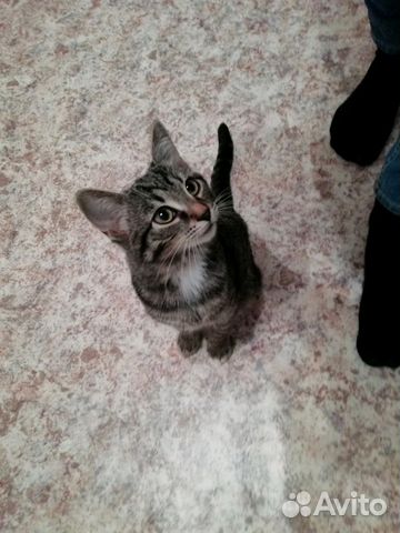 Кошечка Элис