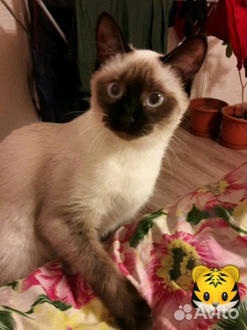 Тайская кошечка ищет котика