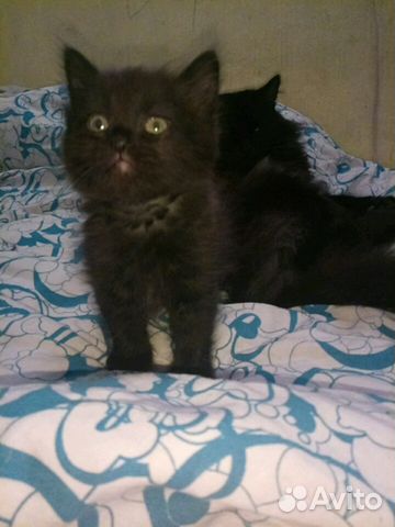 Ласковый котенок