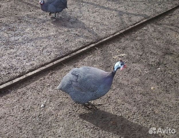 Инкубационное яйцо цесарки