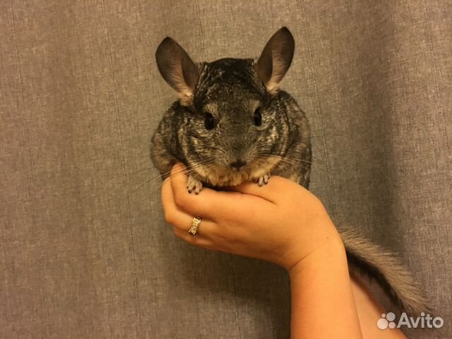 Милая шиншилла + клетка в подарок