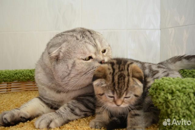 Роскошные и Умилительные, Клубные котята