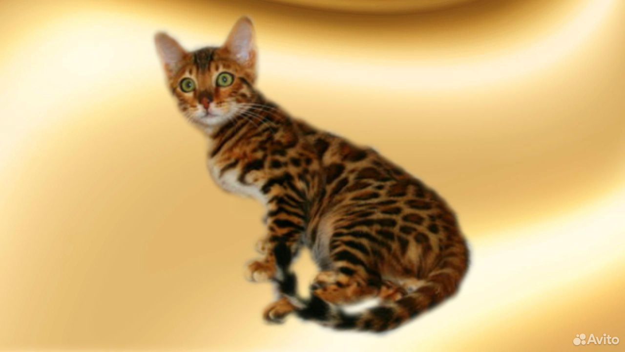 Киндер и Кира крупная розетка на золоте