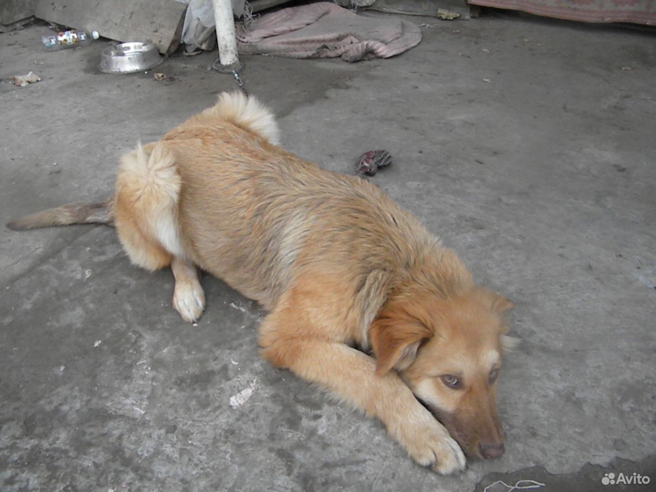 Рыжая метиска лайки стерилизованная дружелюбная