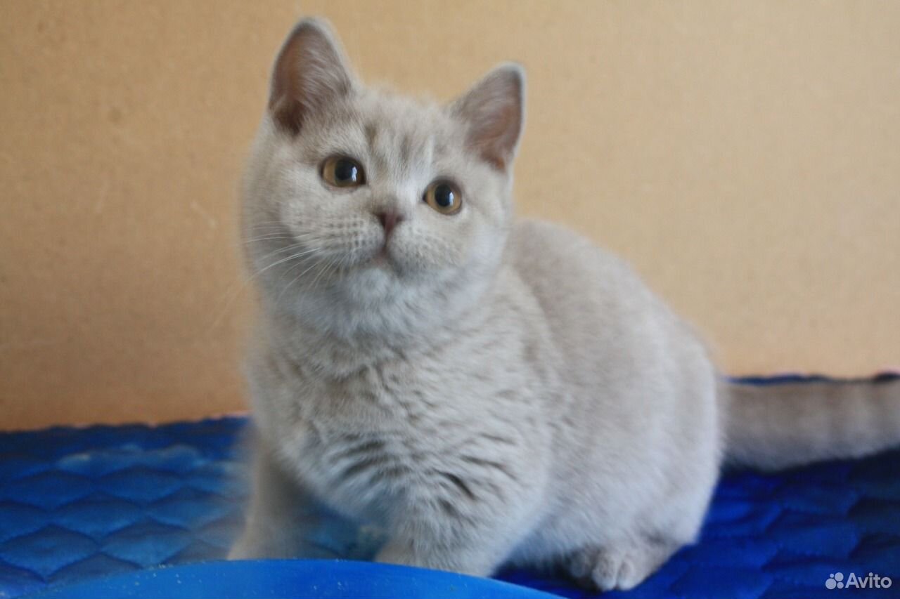 Славная котейка 2.5 мес